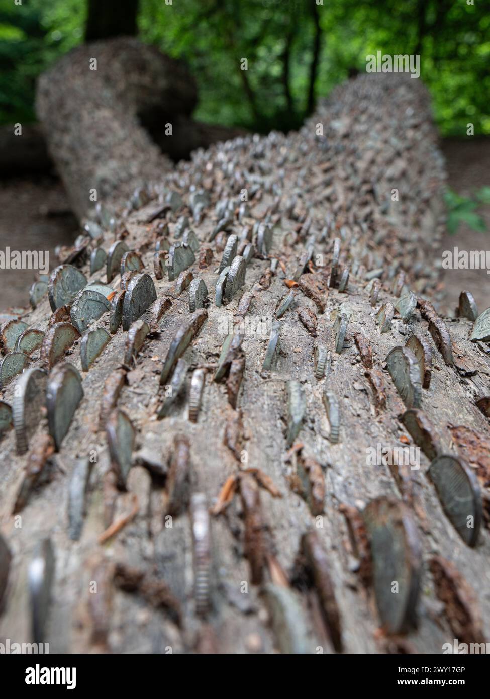 Coins embedded into a tree trunk Stock Photo - Alamy
