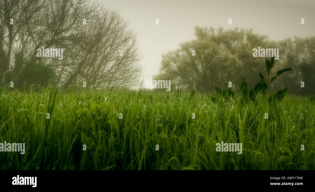 Countryside area near Ravenna. Meadow, trees and fog. Dominance of the ...