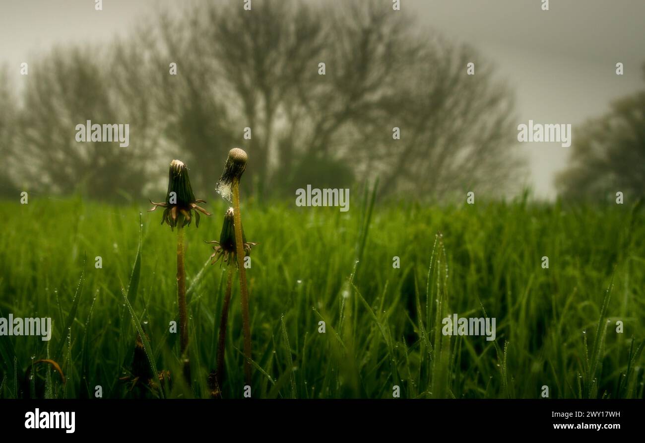 Countryside area near Ravenna. Meadow, trees and fog. Dominance of the ...