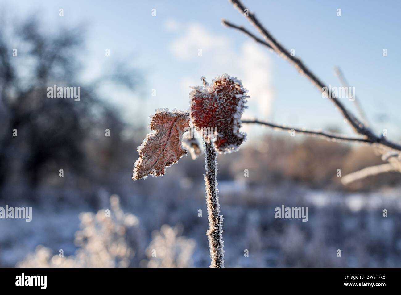 The leaves of the tree covered with frost on a cold morning, the first ...