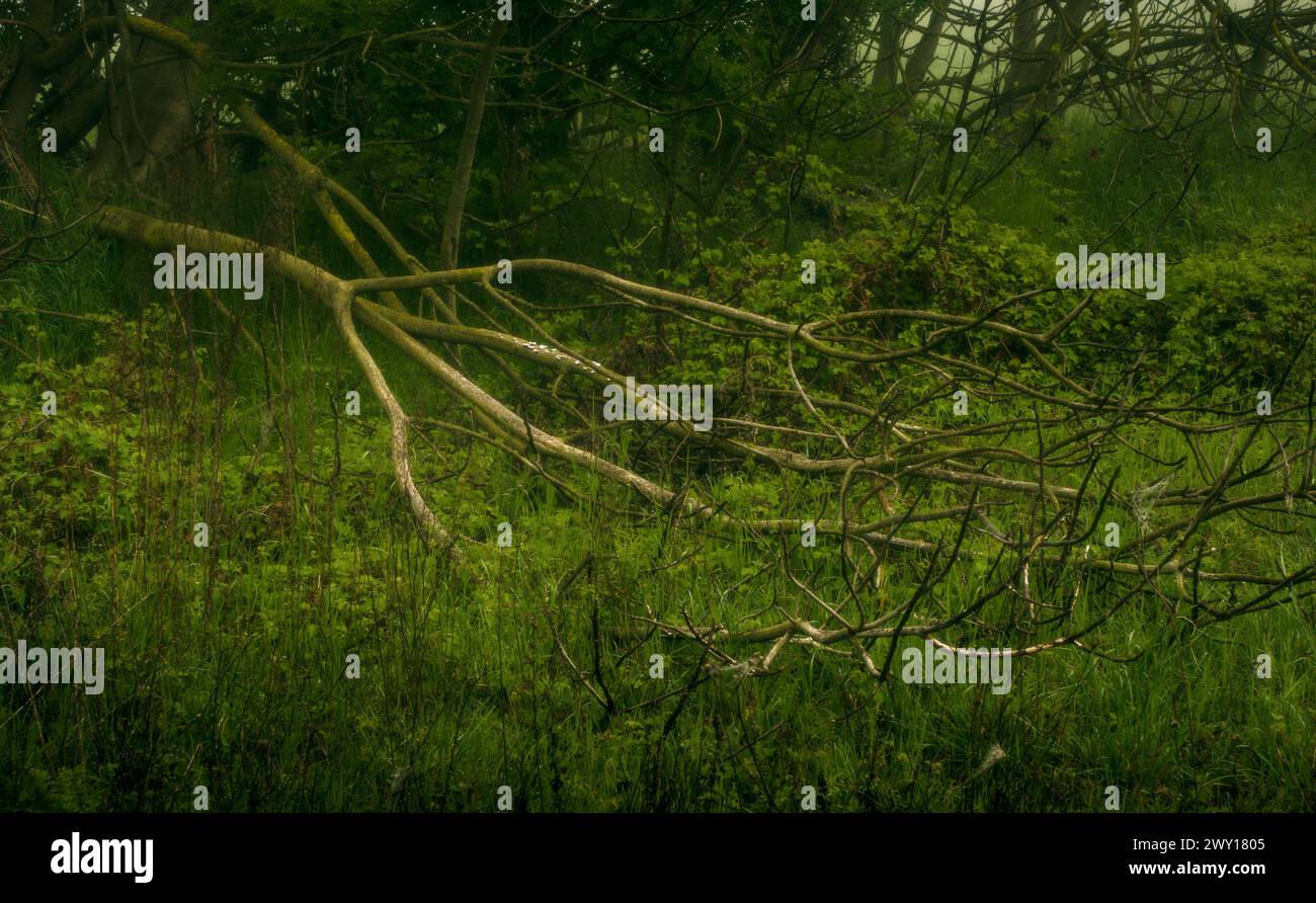 Countryside area near Ravenna. Meadow, trees and fog. Dominance of the ...