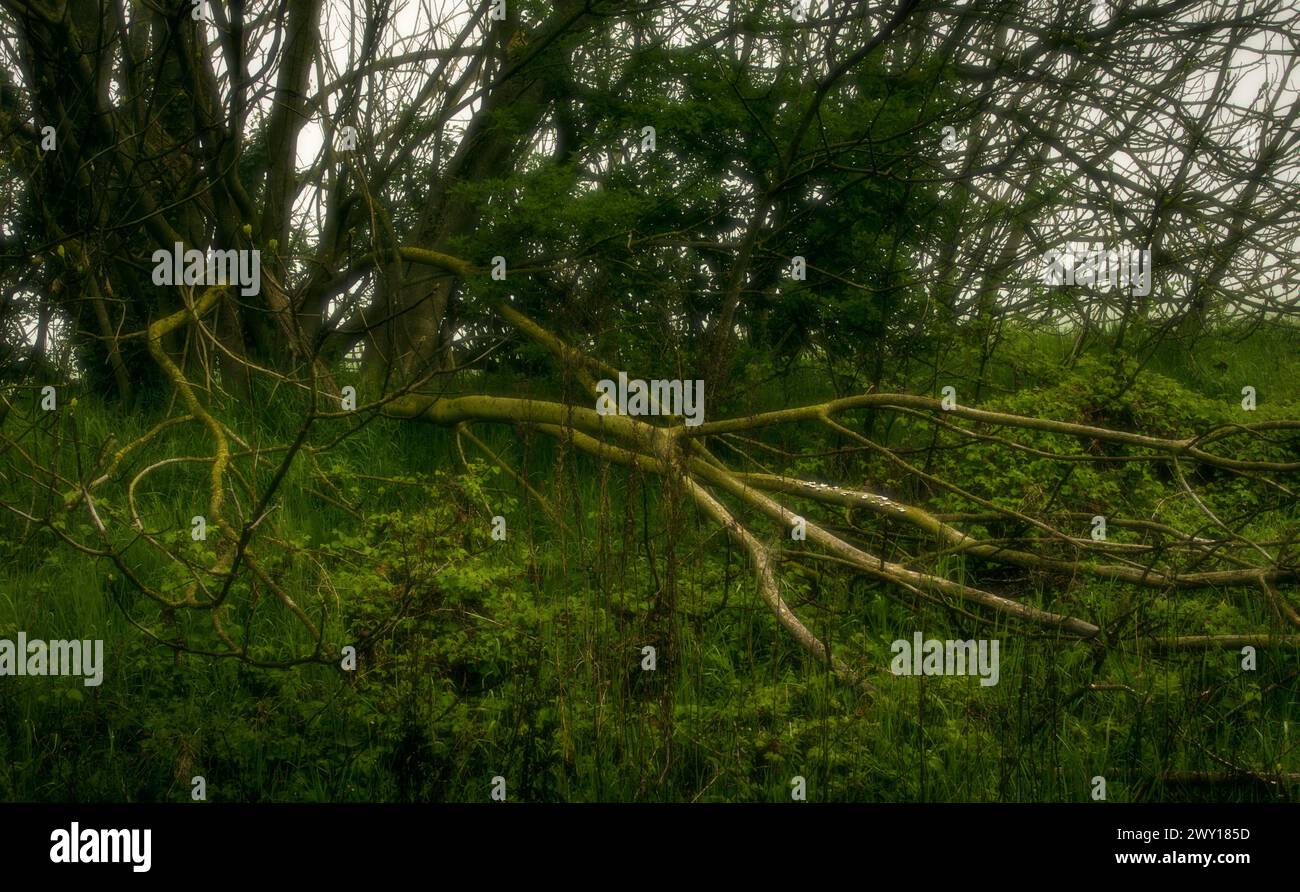 Countryside area near Ravenna. Meadow, trees and fog. Dominance of the ...