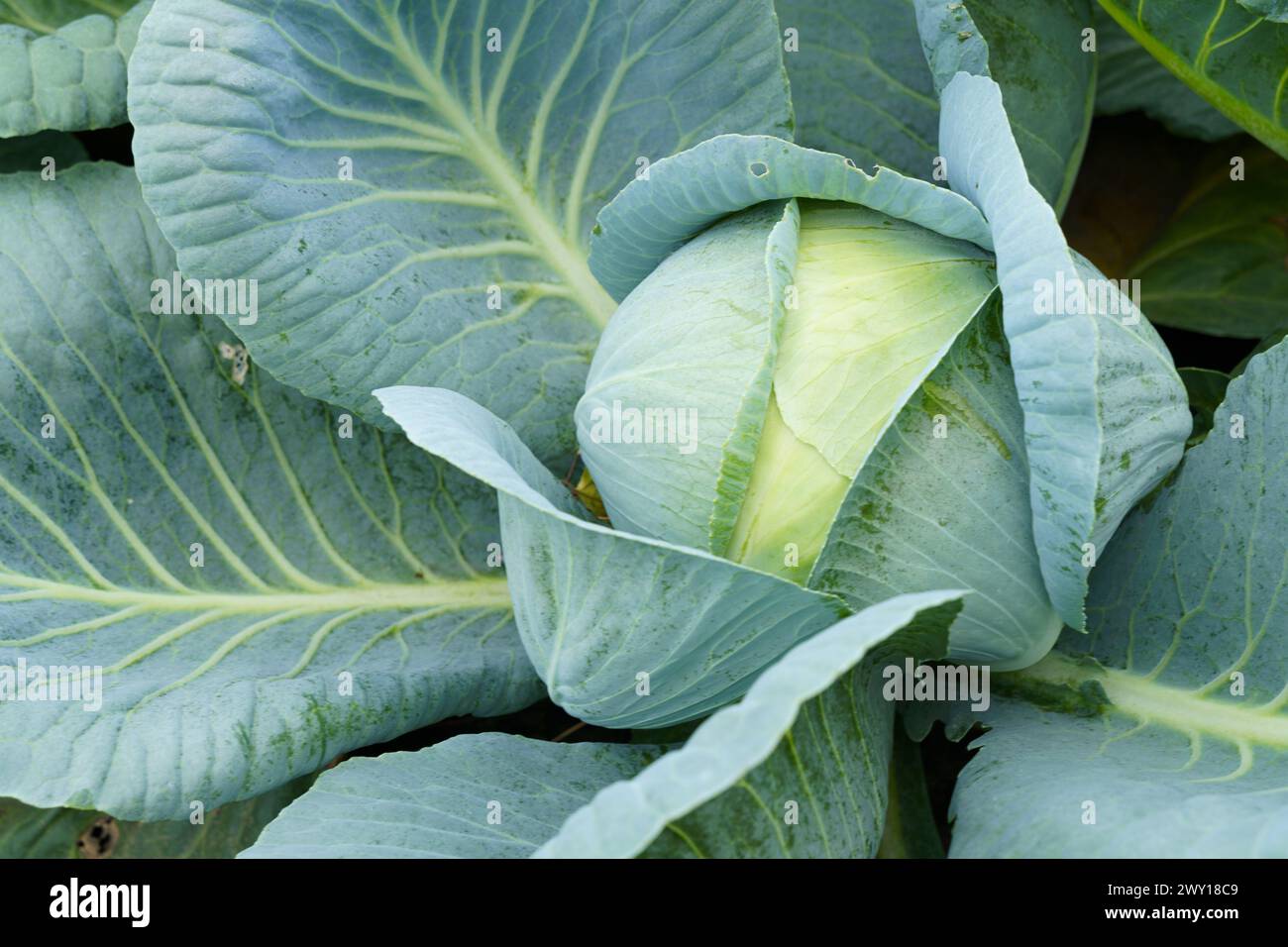 A healthy head of cabbage is shown growing in a well-tended garden ...
