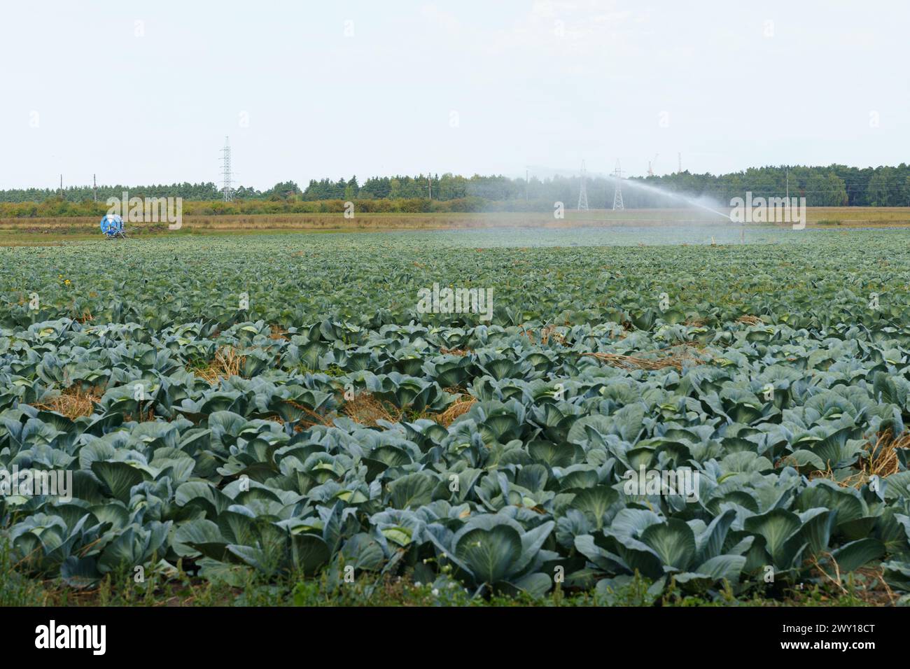 An irrigation system waters a large field of cabbage, ensuring the ...