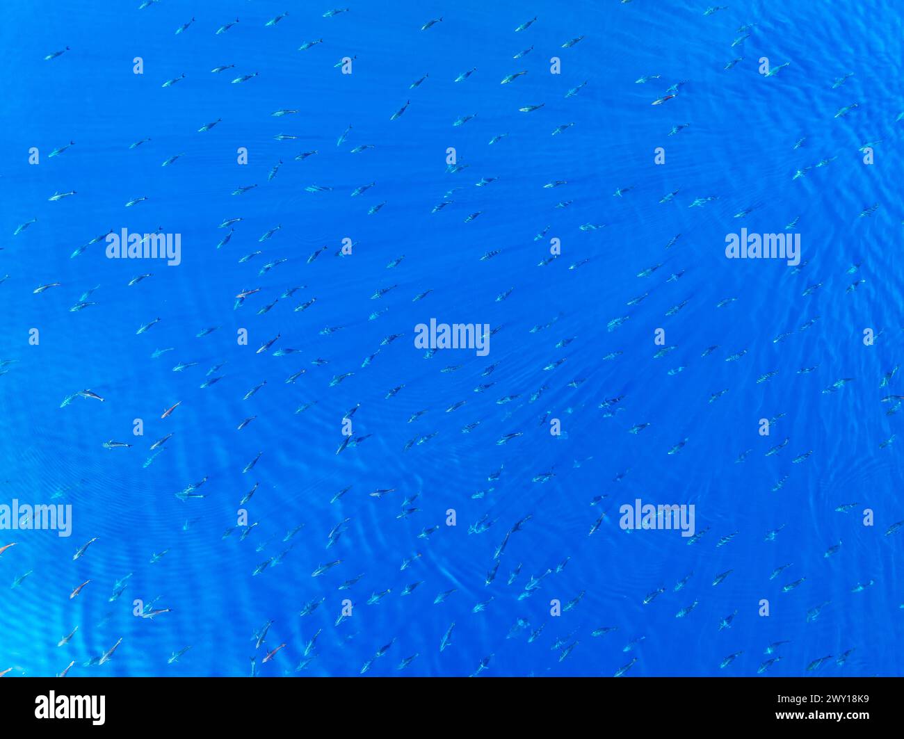 aerial view of a schools of bluefin tunas (thunnus thynnus) swimming in ...