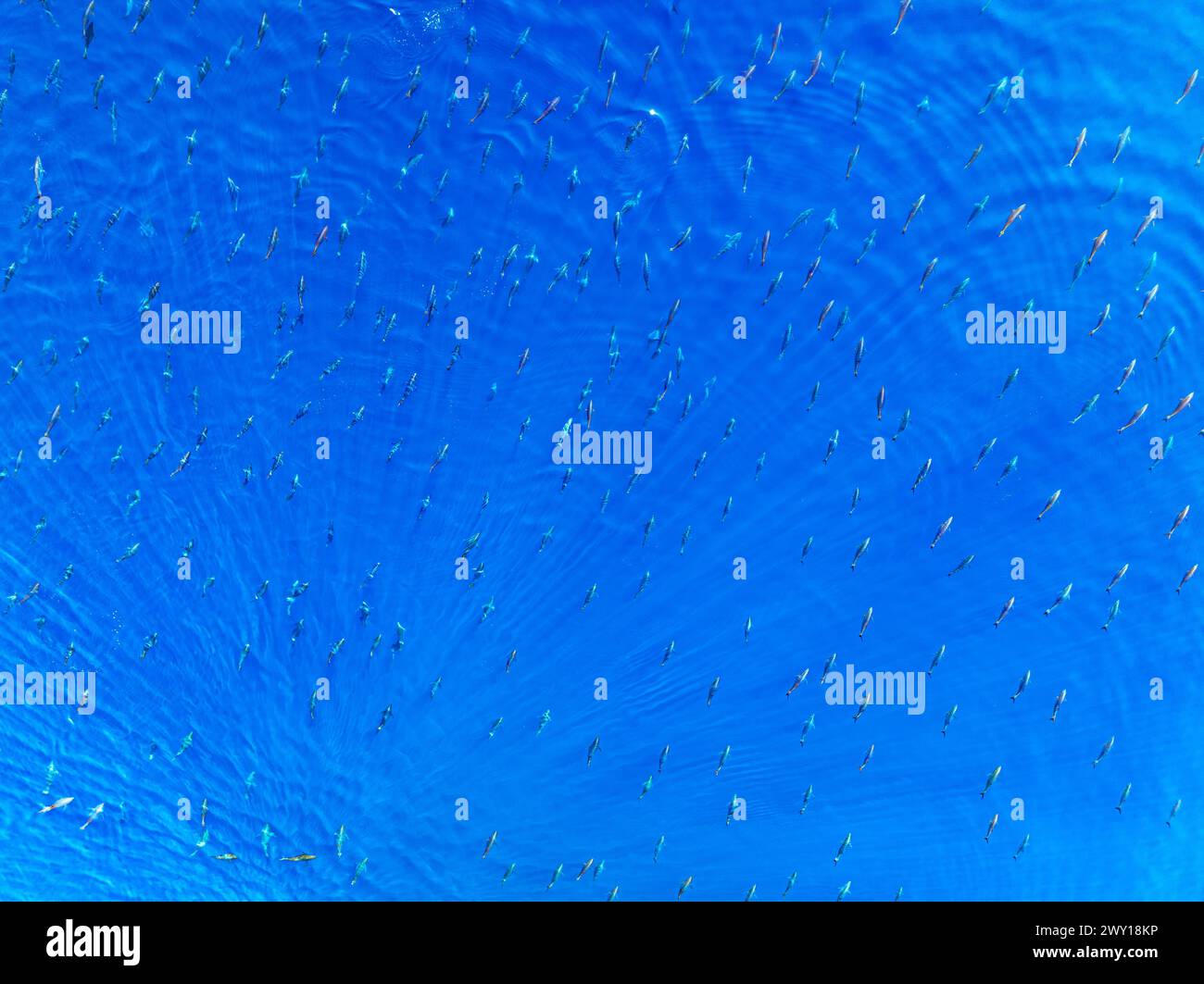 aerial view of a schools of bluefin tunas (thunnus thynnus) swimming in ...