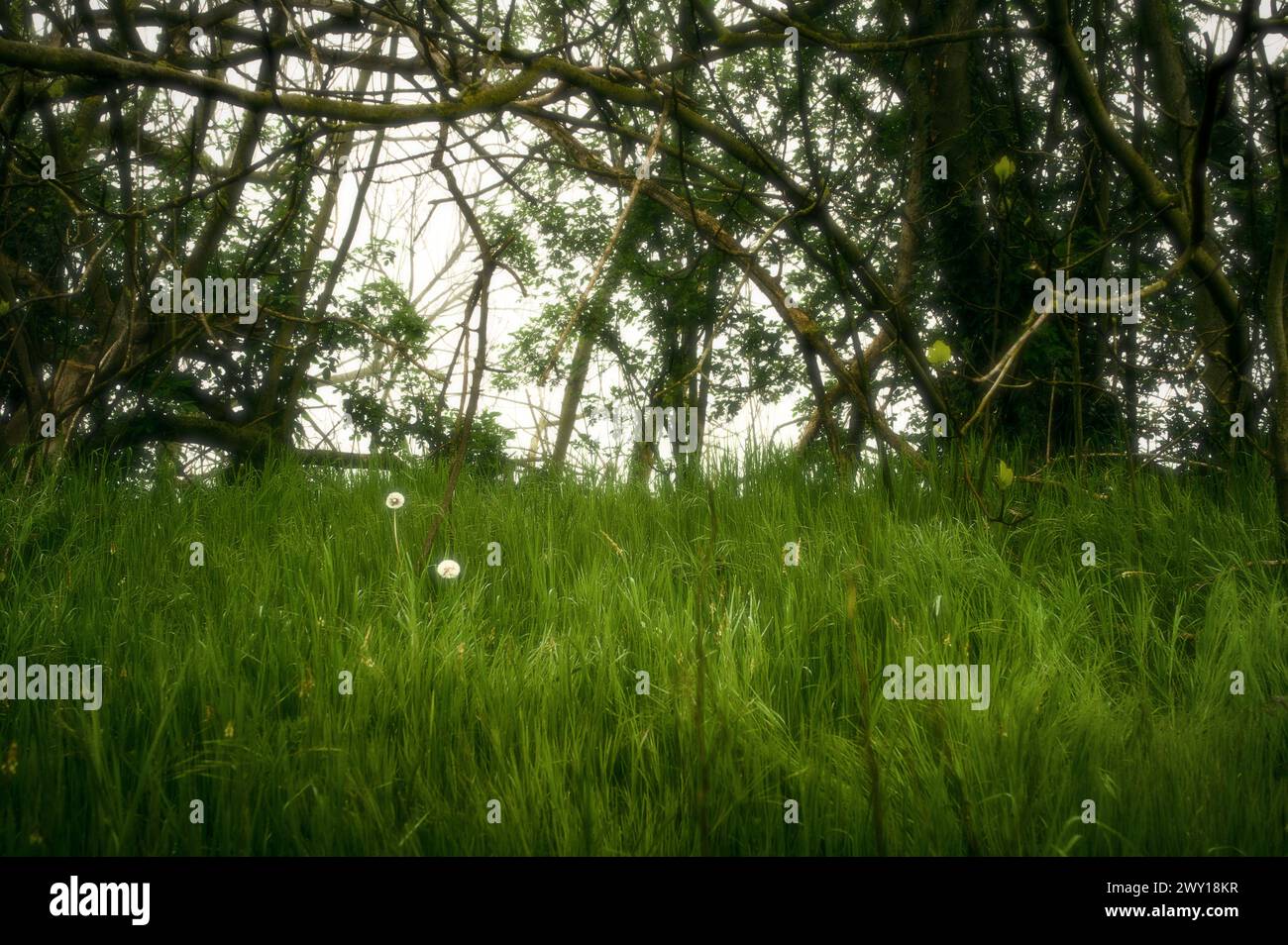 Countryside area near Ravenna. Meadow, trees and fog. Dominance of the ...