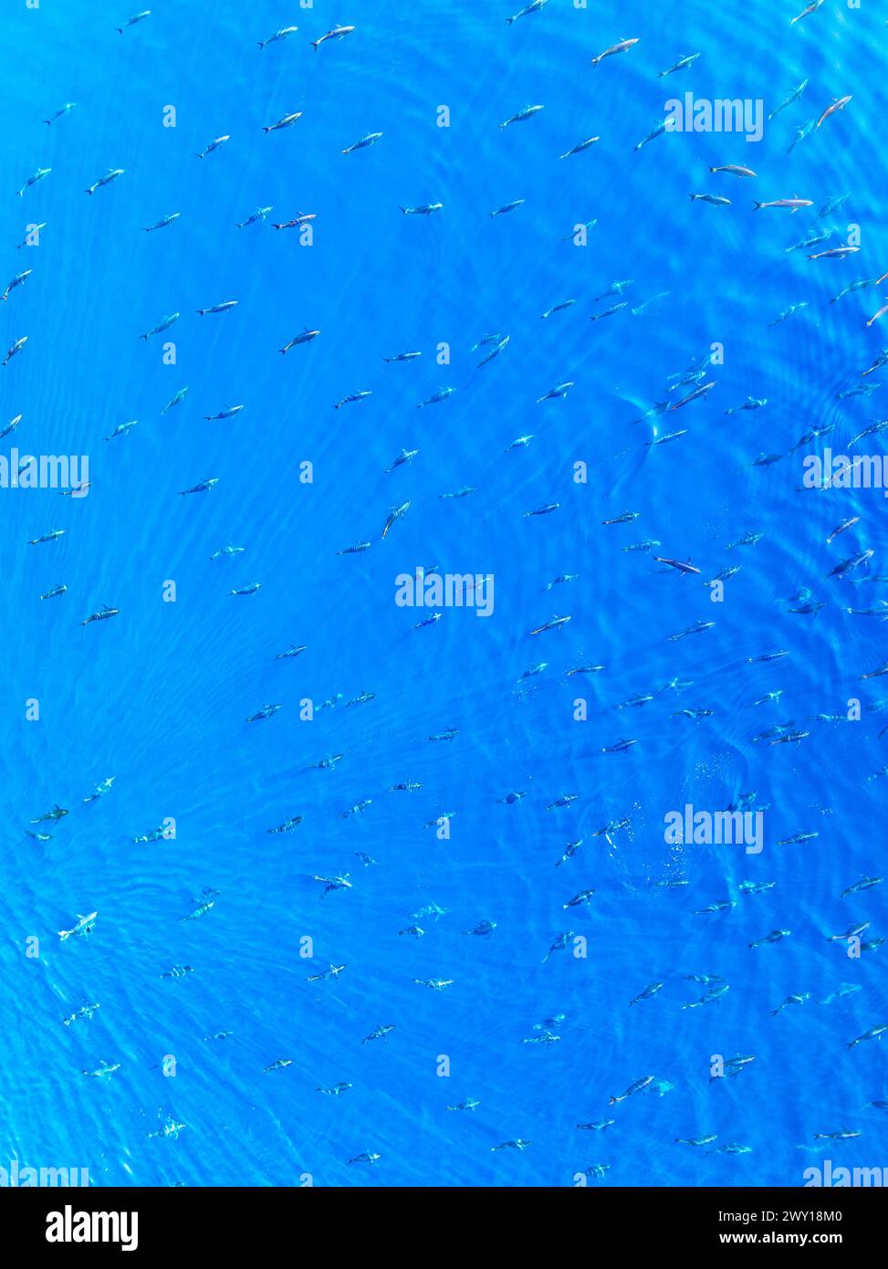 aerial view of a schools of bluefin tunas (thunnus thynnus) swimming in ...