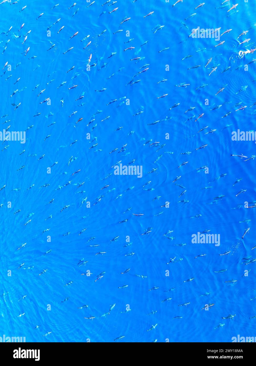 aerial view of a schools of bluefin tunas (thunnus thynnus) swimming in ...