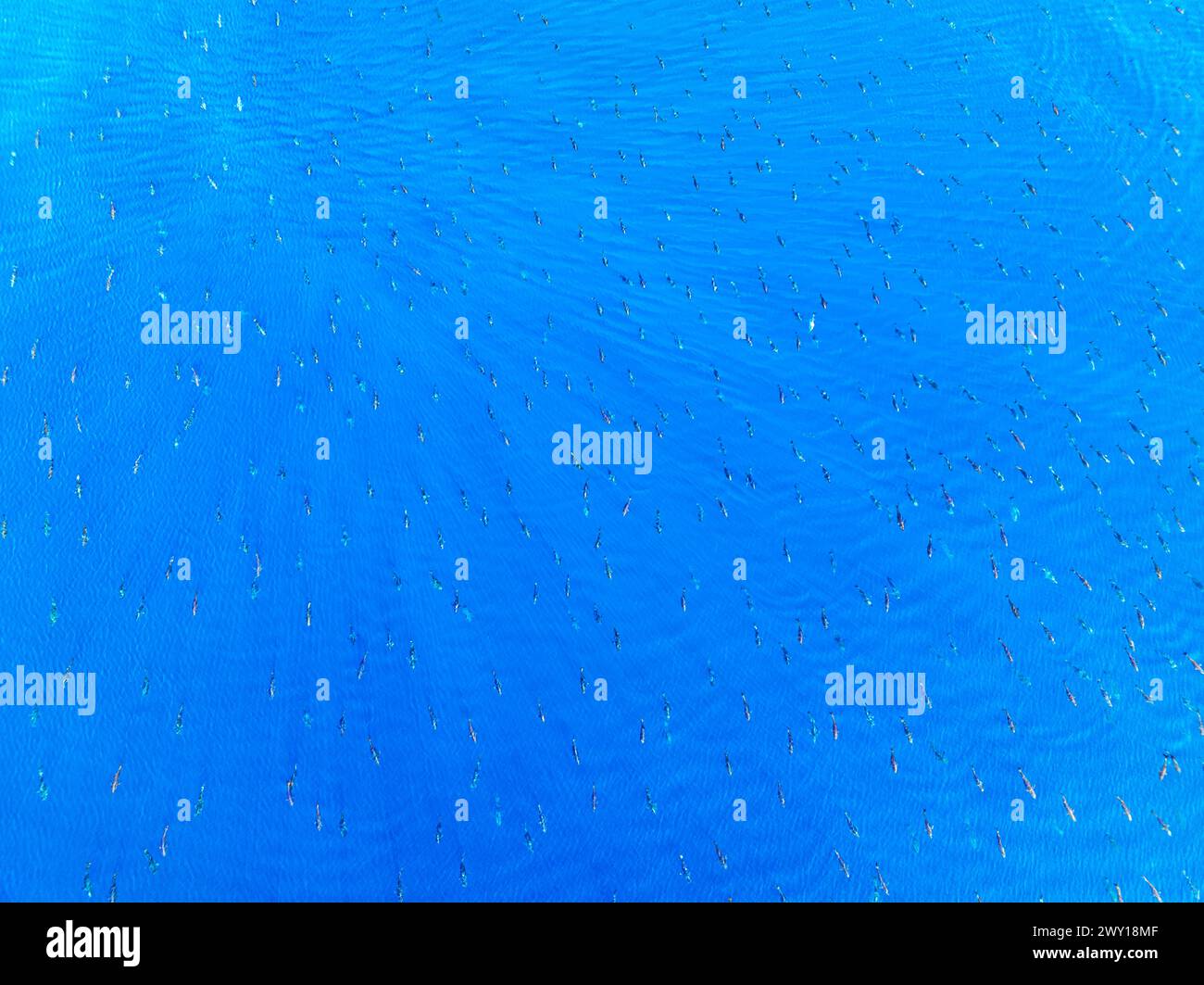 Swimming with tunas hi-res stock photography and images - Alamy