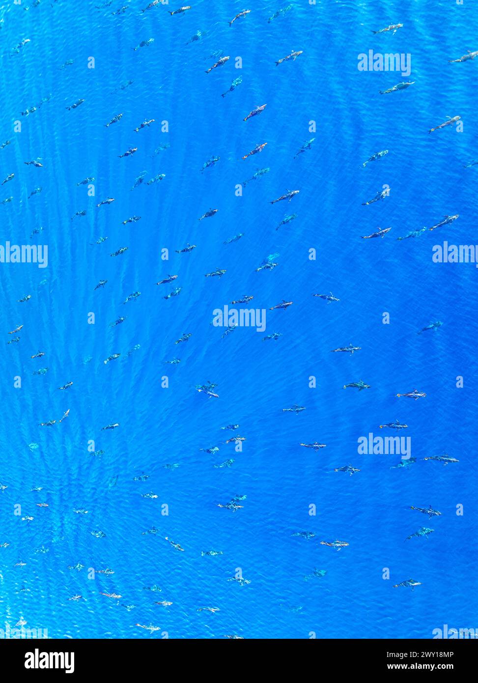 aerial view of a schools of bluefin tunas (thunnus thynnus) swimming in ...
