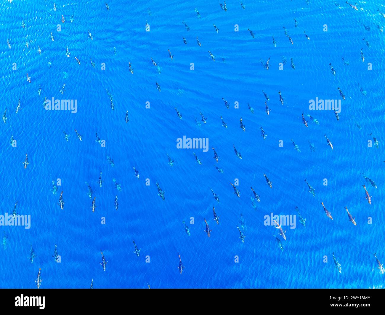 aerial view of a schools of bluefin tunas (thunnus thynnus) swimming in ...