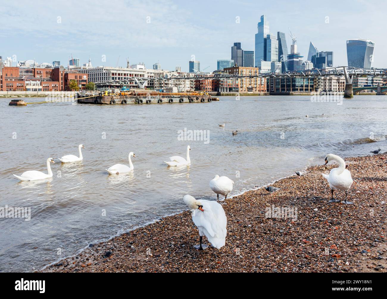 Swans on the River Thames at Blackfriars at low tide, London, UK Stock ...