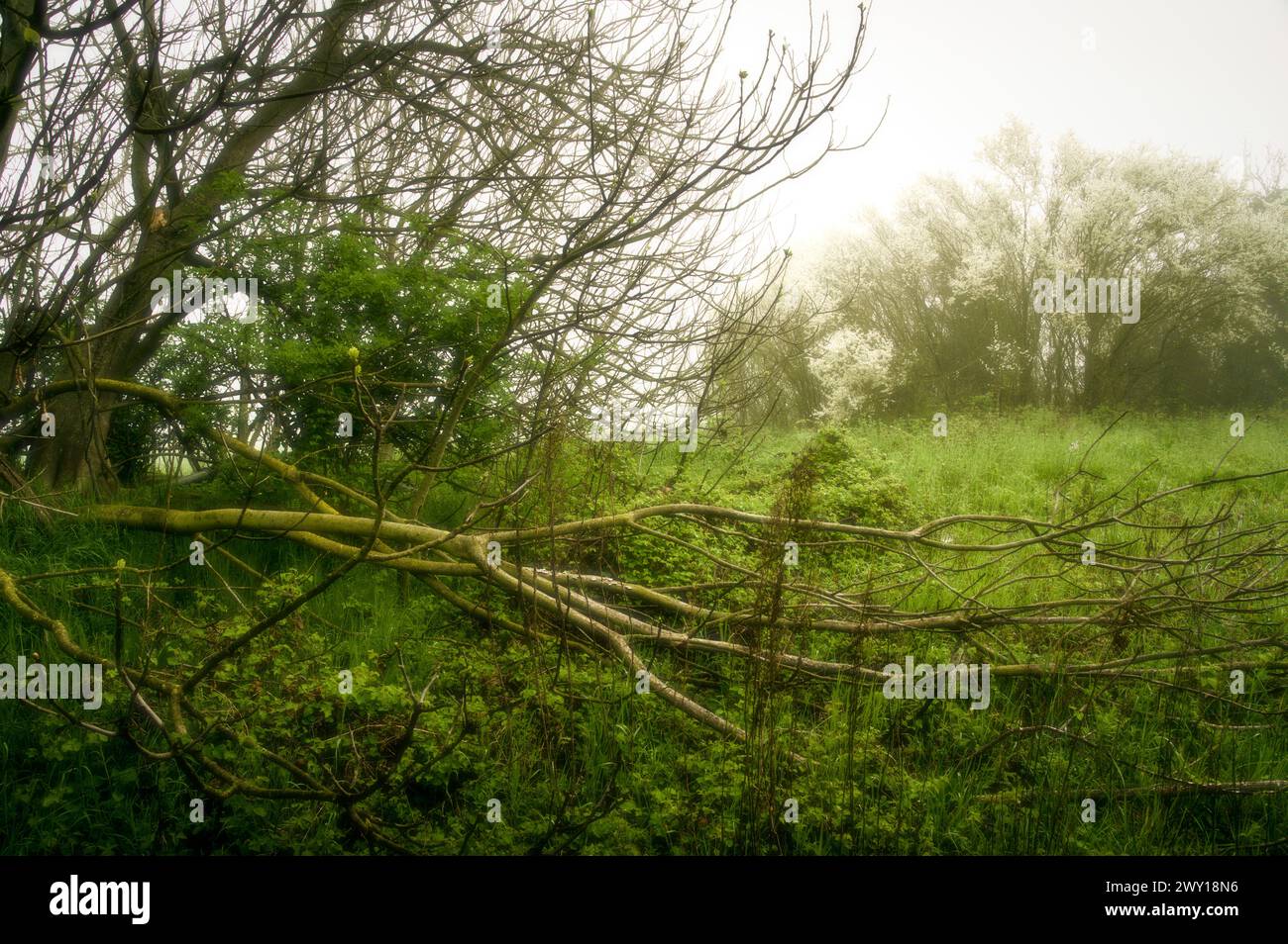 Countryside area near Ravenna. Meadow, trees and fog. Dominance of the ...