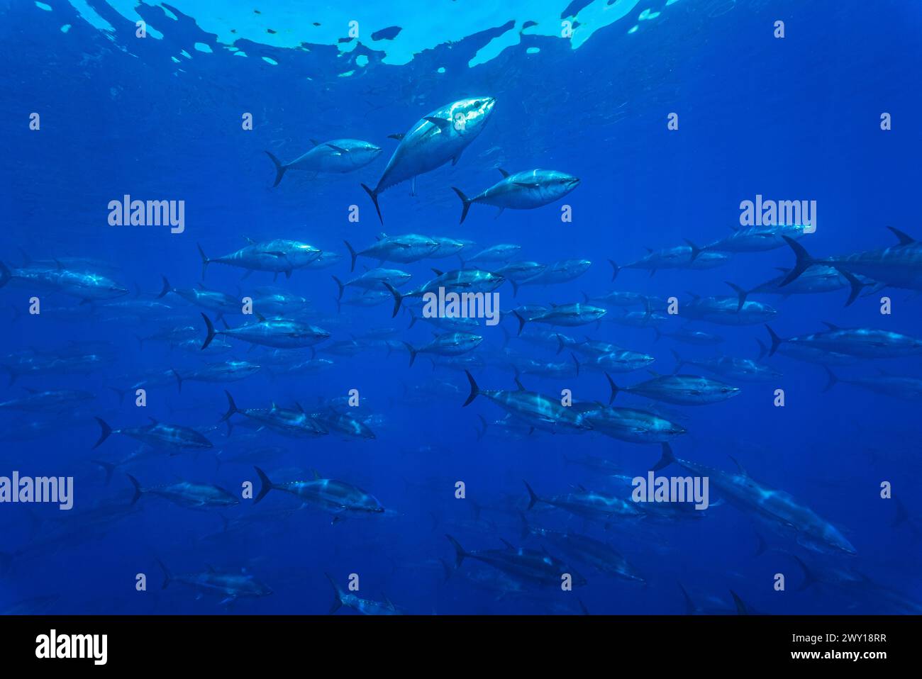 Atlantic bluefin tuna underwater hi-res stock photography and images ...