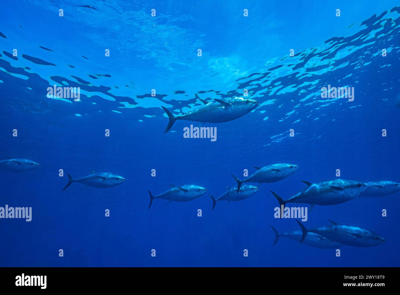 school of bluefin tuna (Thunnus Thynnus) swimming in the in ...