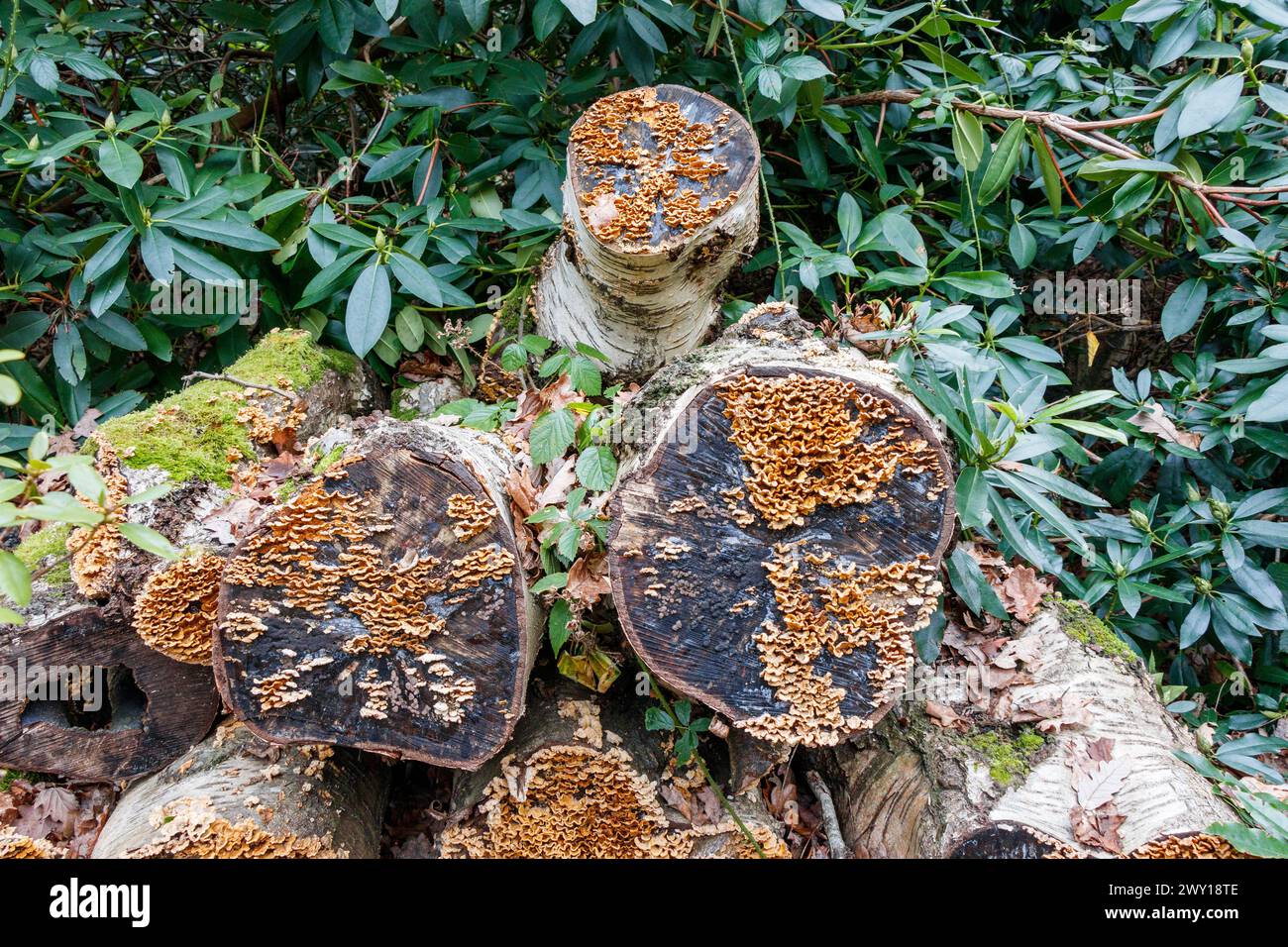 Cut birch hi-res stock photography and images - Alamy