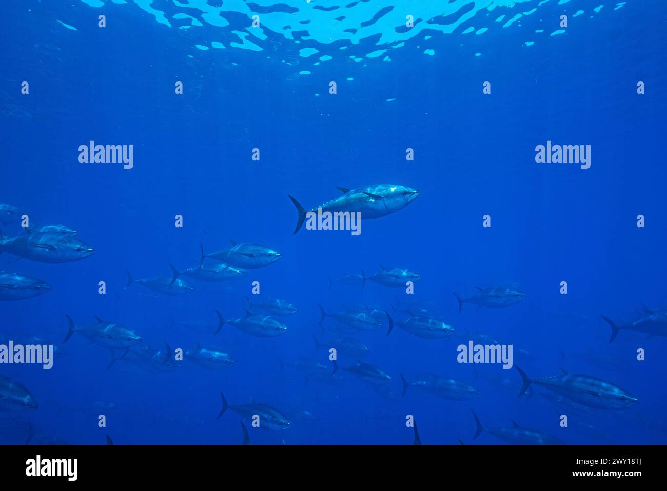 school of bluefin tuna (Thunnus Thynnus) swimming in the in ...