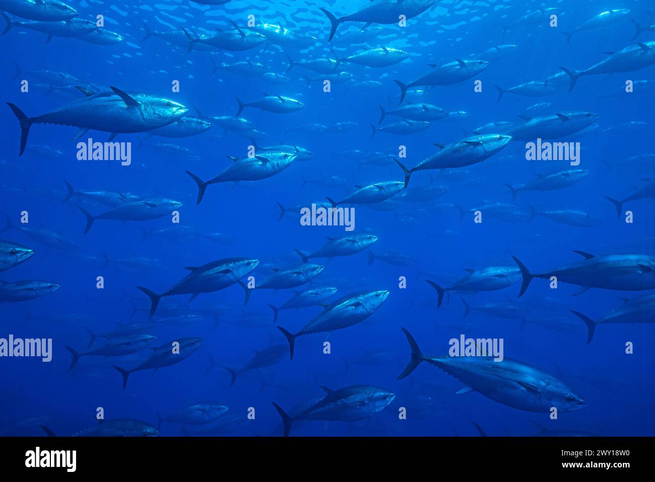 Atlantic bluefin tuna underwater hi-res stock photography and images ...