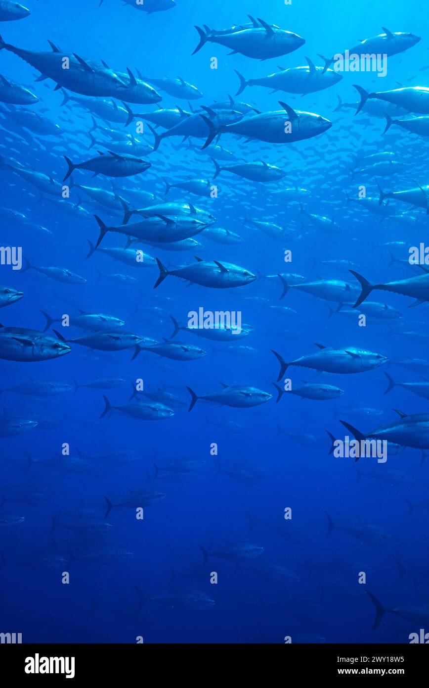 school of bluefin tuna (Thunnus Thynnus) swimming in the in ...