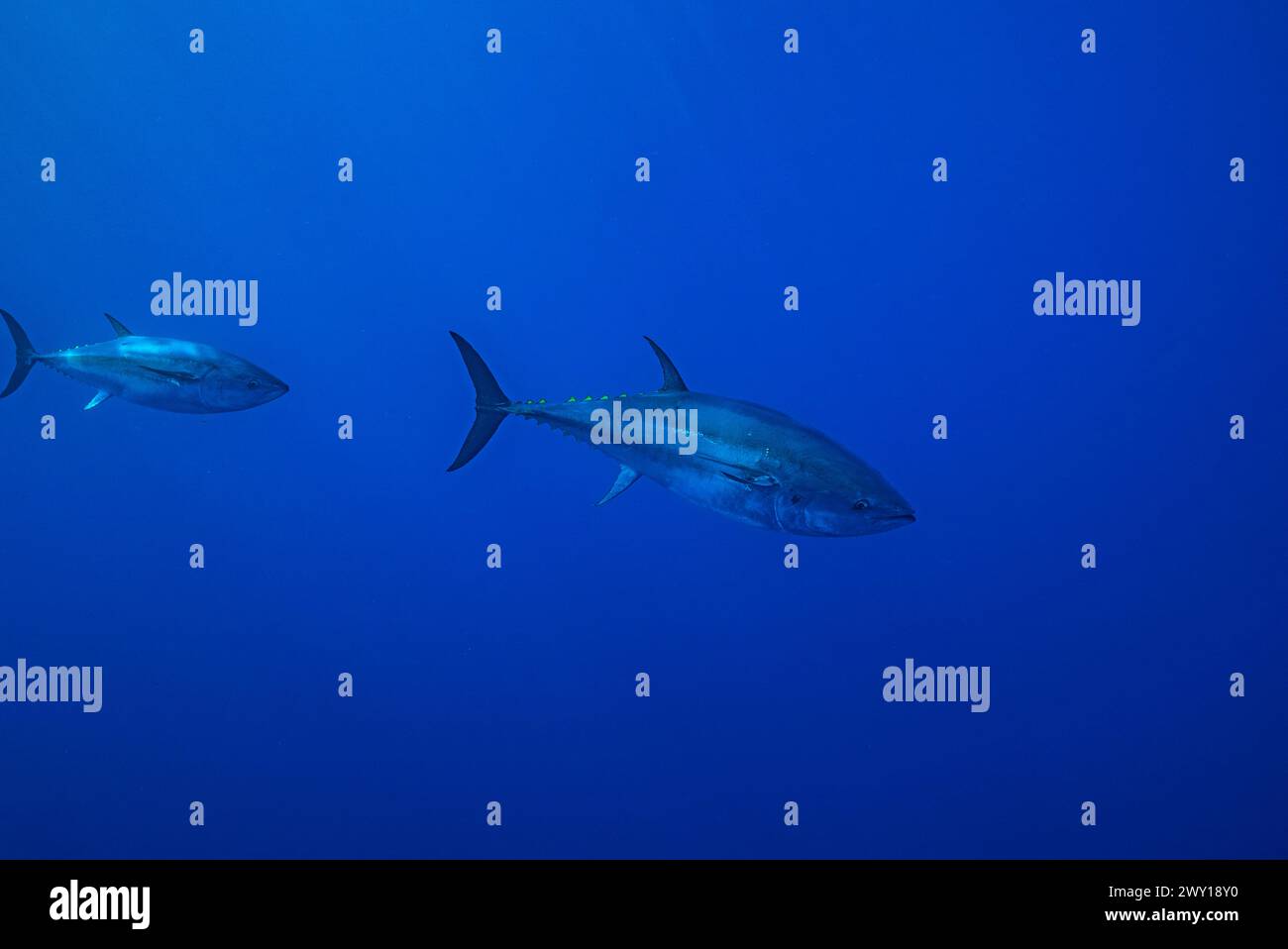 Atlantic bluefin tuna underwater hi-res stock photography and images ...