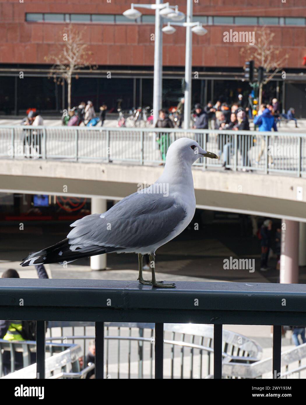 Seagull perching on railing hi-res stock photography and images - Alamy