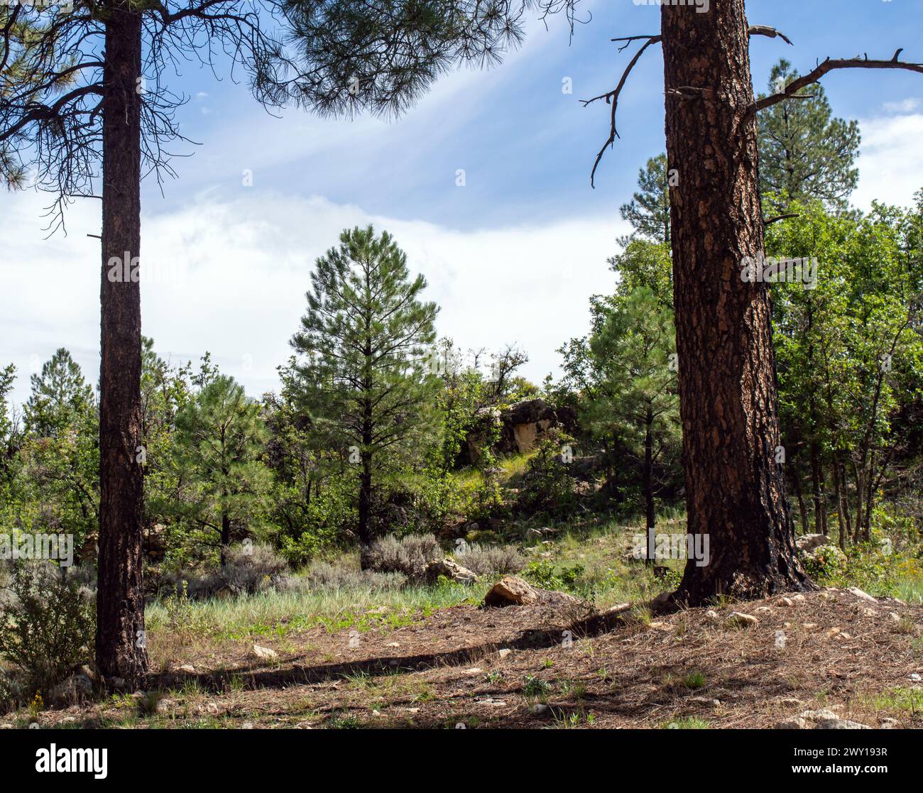 A hillside in Arizona on a clear summer day provides a beautiful scene ...