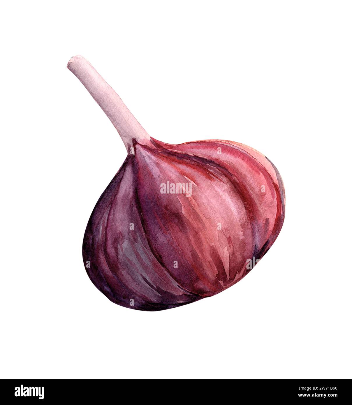 Garlic, watercolor hand painted, isolated on white background. It can ...