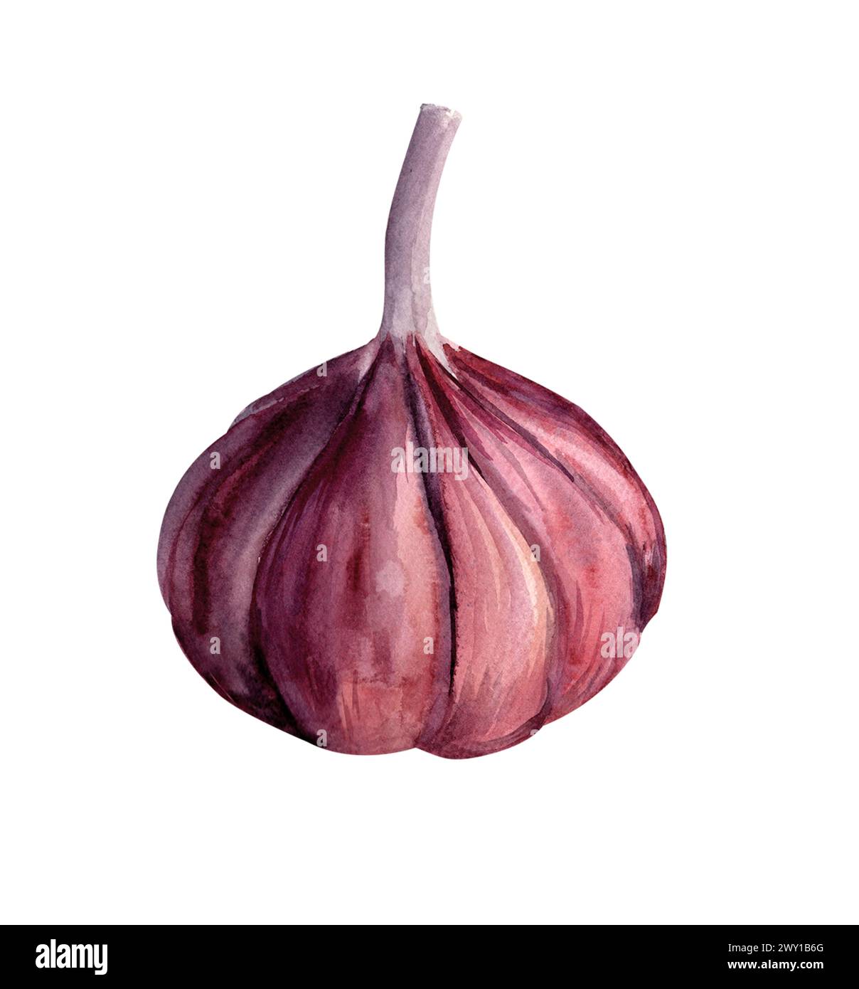 Garlic, watercolor hand painted, isolated on white background. It can ...