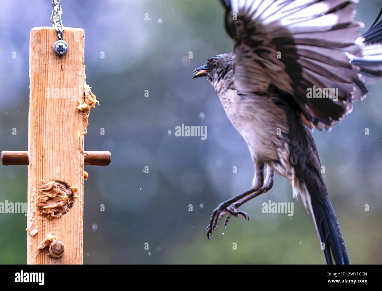 Northern Mockingbird approaches the Peanut Butter bird feeder Stock ...