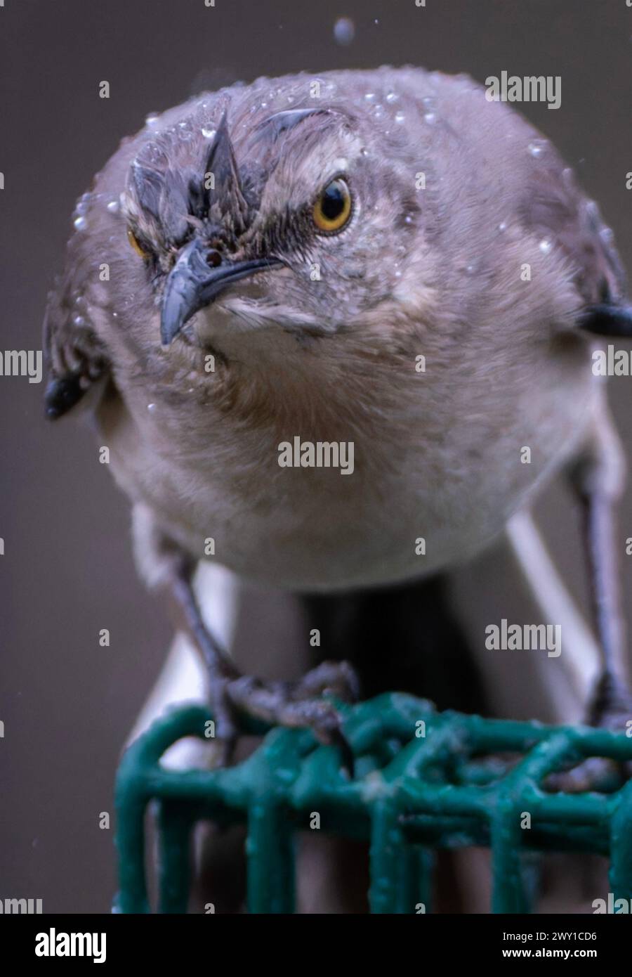 Mockingbird eyes hi-res stock photography and images - Alamy