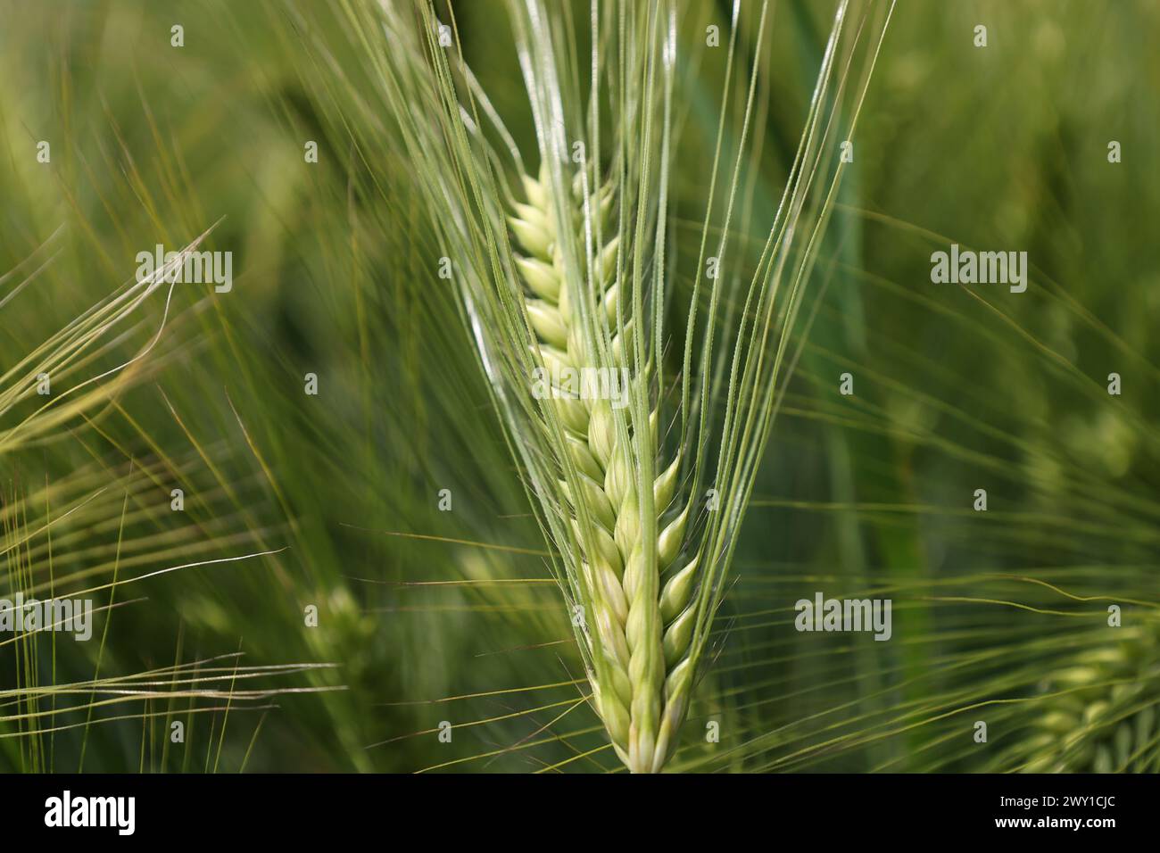 Long agricultural field growing hi-res stock photography and images - Alamy