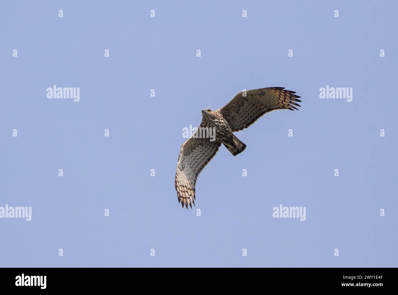 changeable hawk-eagle or crested hawk-eagle is a large bird of prey ...