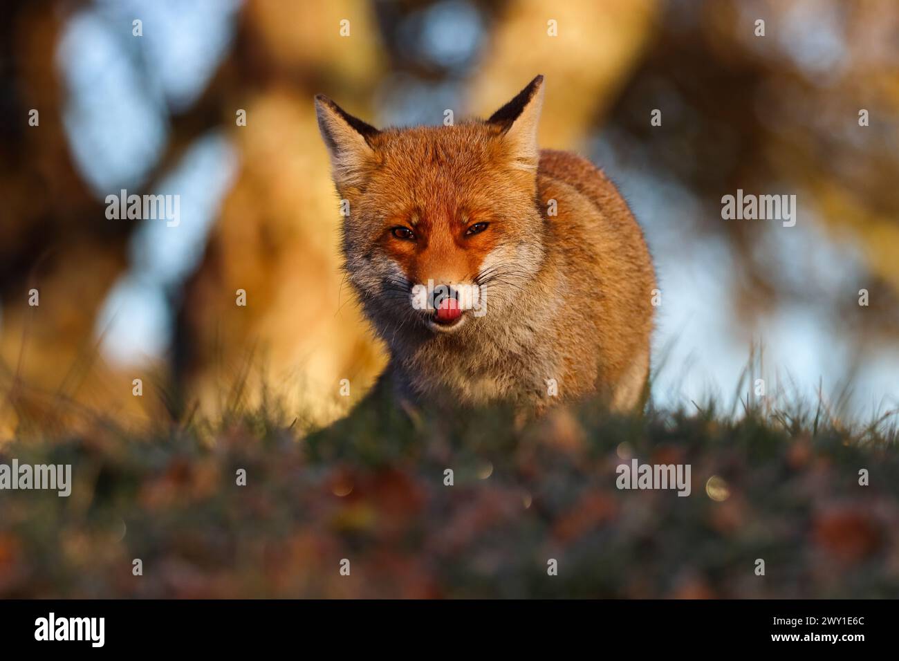 The beauty of the red fox in Italy Stock Photo - Alamy