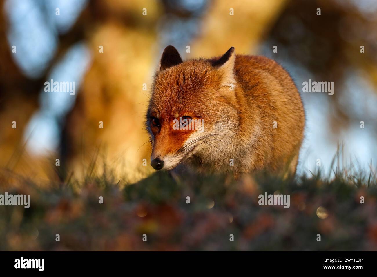 The beauty of the red fox in Italy Stock Photo - Alamy