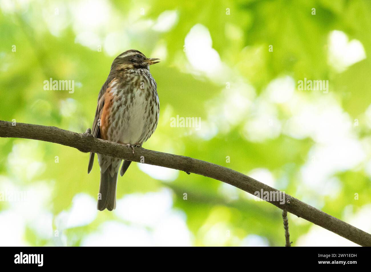 field thrush sits on a tree branch in summer Stock Photo - Alamy