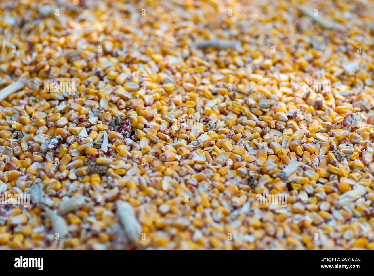 Dried corn grains hi-res stock photography and images - Alamy