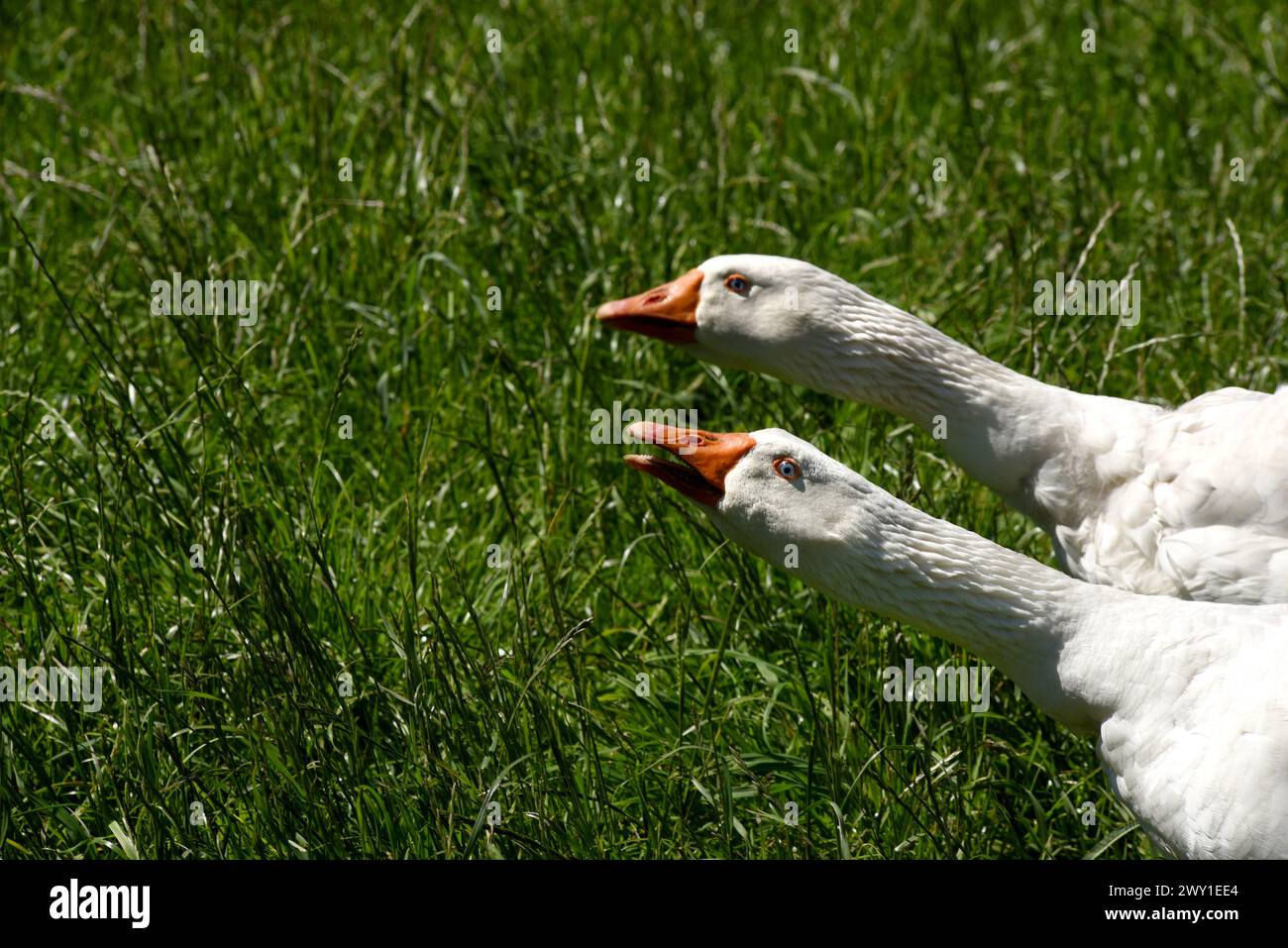 Out stretched neck hi-res stock photography and images - Alamy