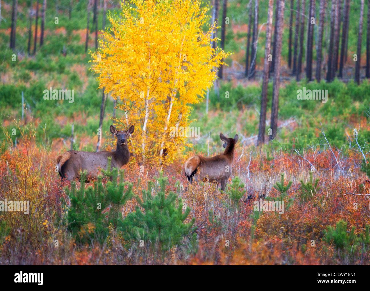 Two roe deer stand hi-res stock photography and images - Alamy