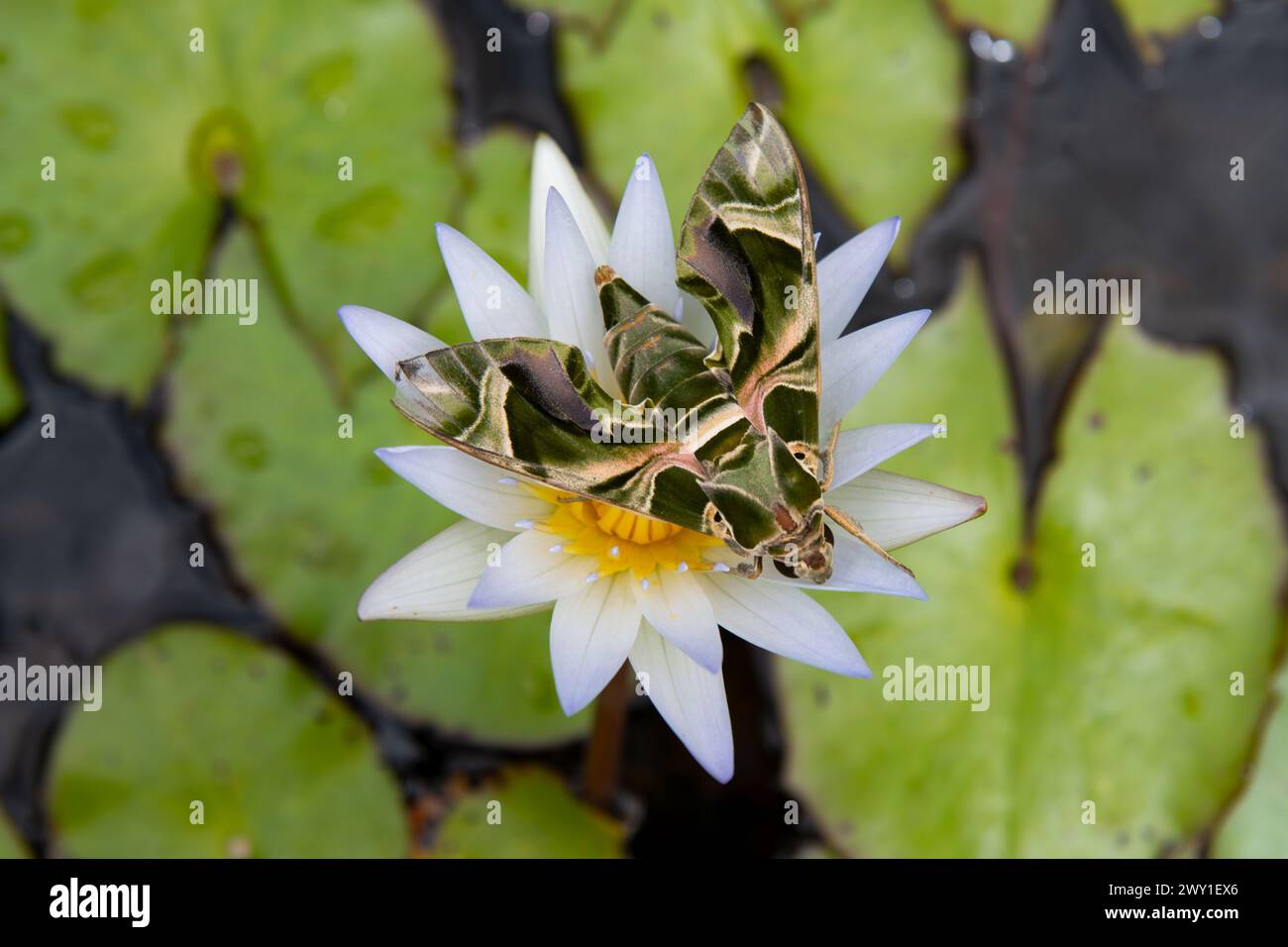 Butterfly Daphnis nerii on water-lily. Moth-Guard Month wraps up ...