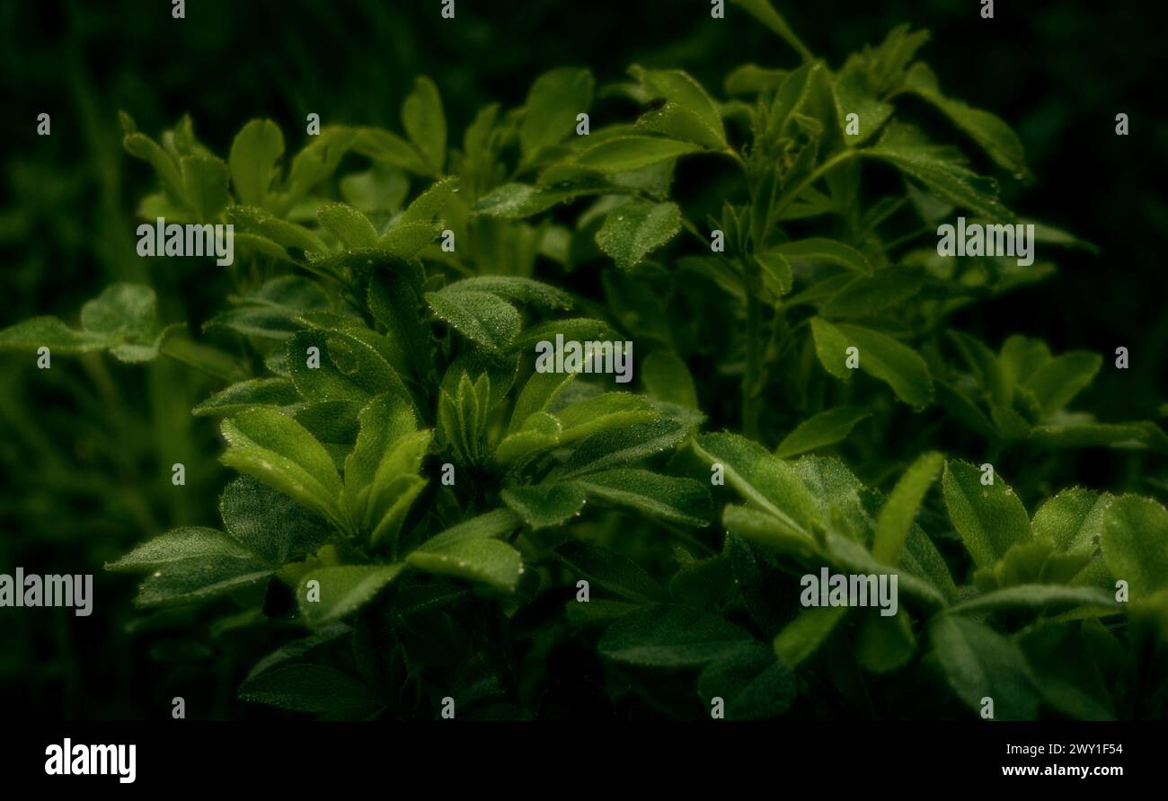Plant many green leaves hi-res stock photography and images - Alamy