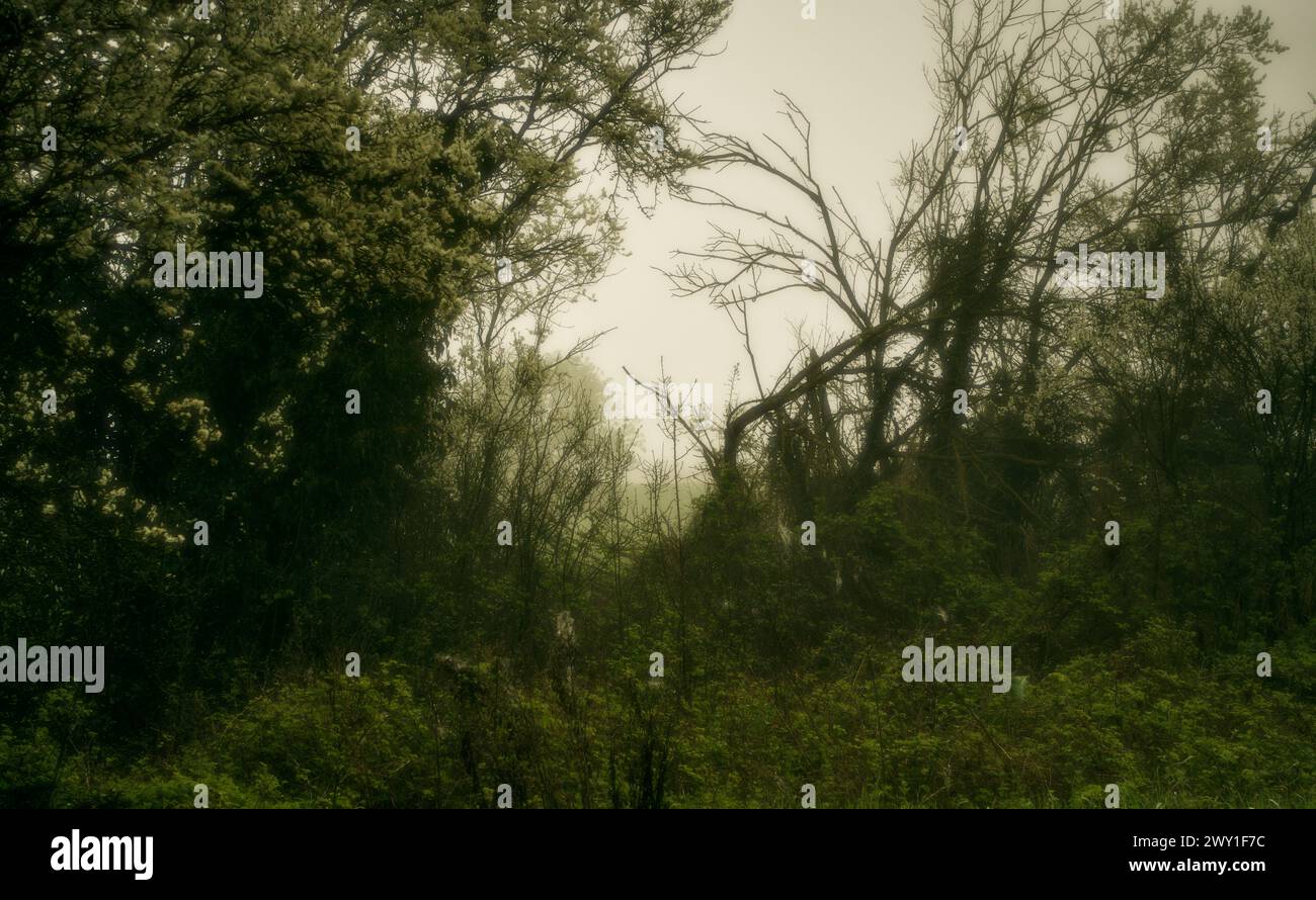mysterious forest, dark and hidden in the fog Stock Photo - Alamy