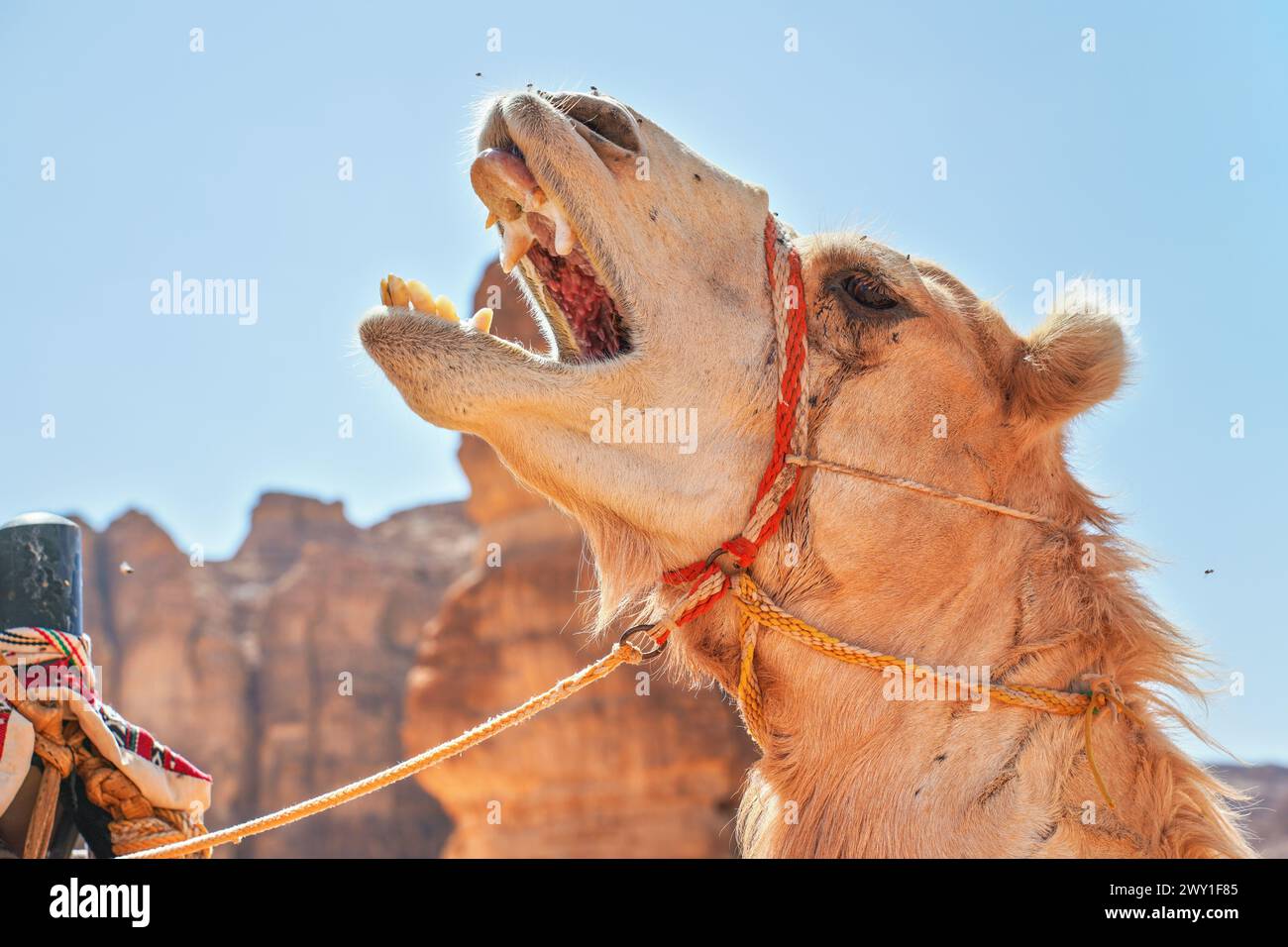 Camel head with mouth open - teeth visible, closeup detail with blurred ...