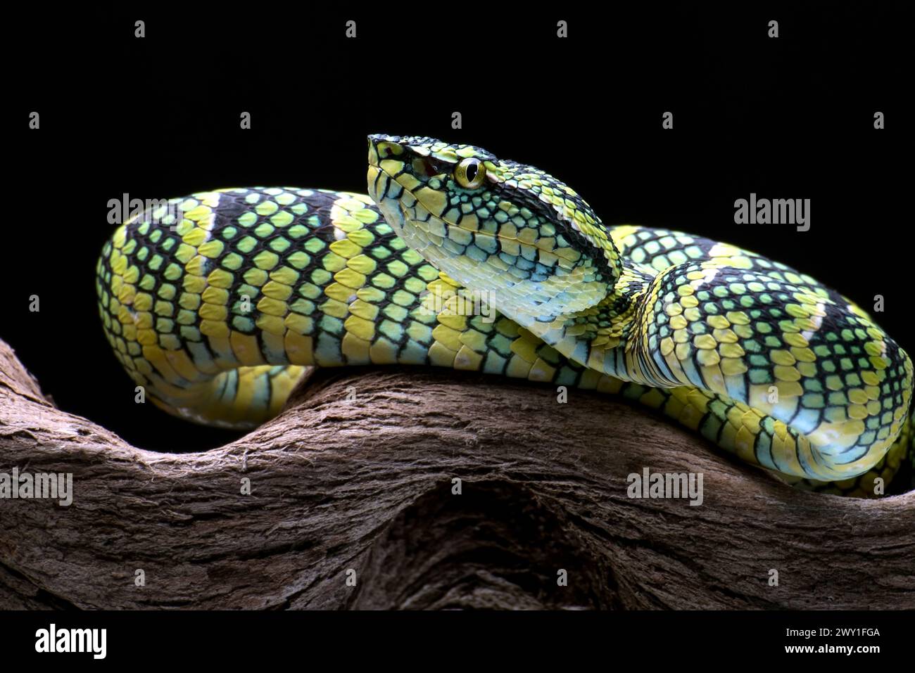 Dog-toothed Cat Snake in attack position Stock Photo - Alamy