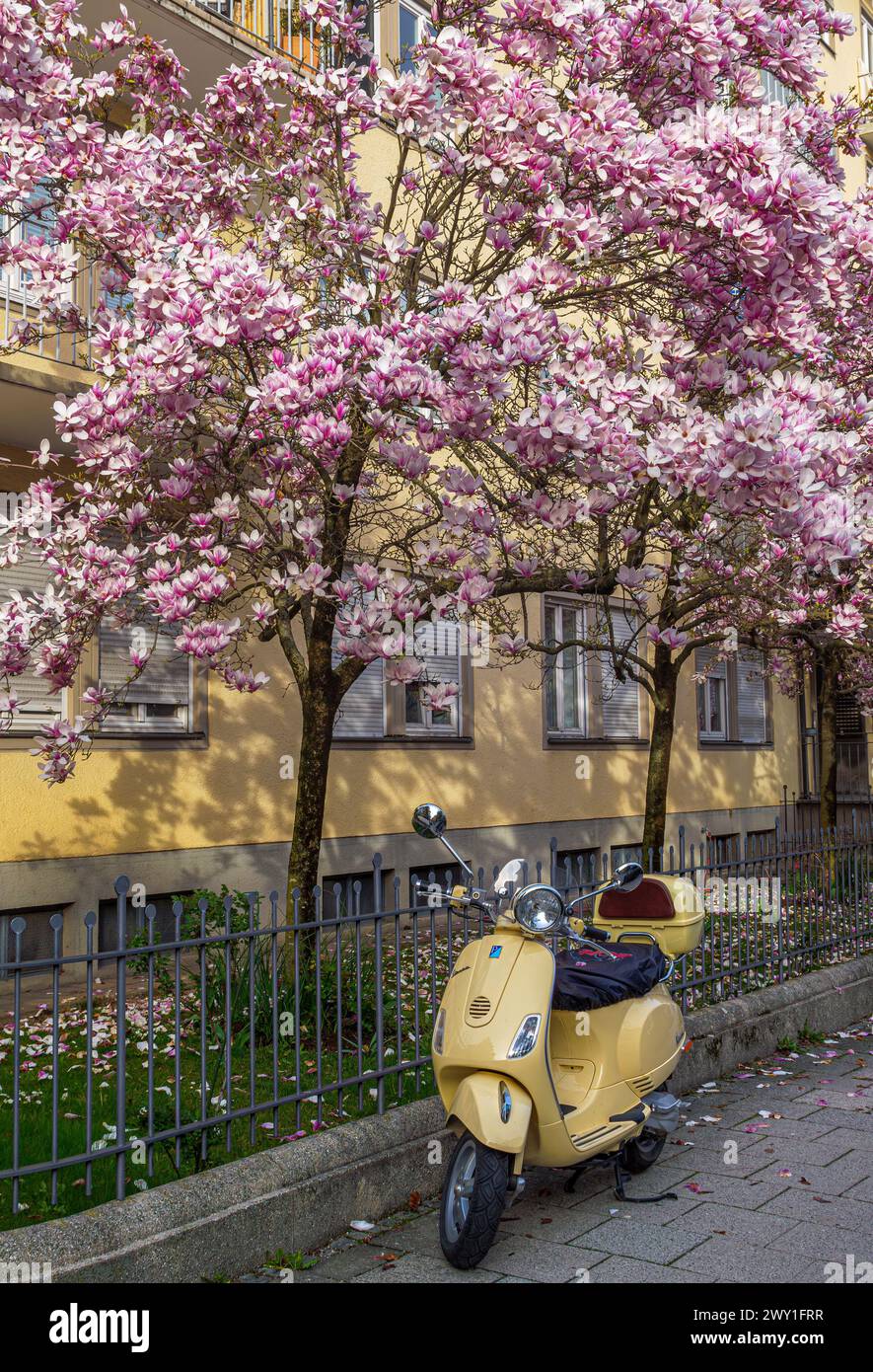 Motor scooter in front of a magnificently blooming tree in Schwabing ...