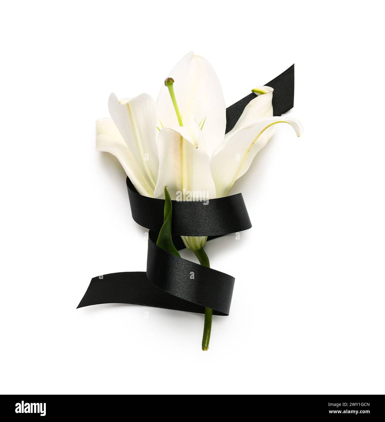 Beautiful lily flower with black funeral ribbon on white background ...