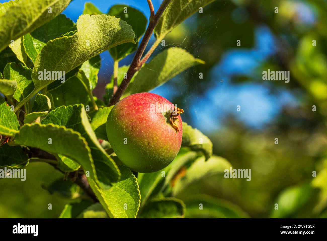 Close-up view of a red apple on an apple tree branch against a backdrop ...