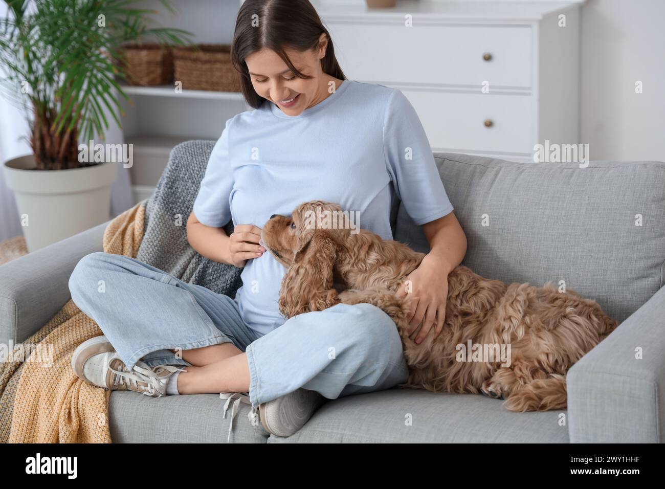 Beautiful pregnant woman with cocker spaniel sitting on sofa at home ...