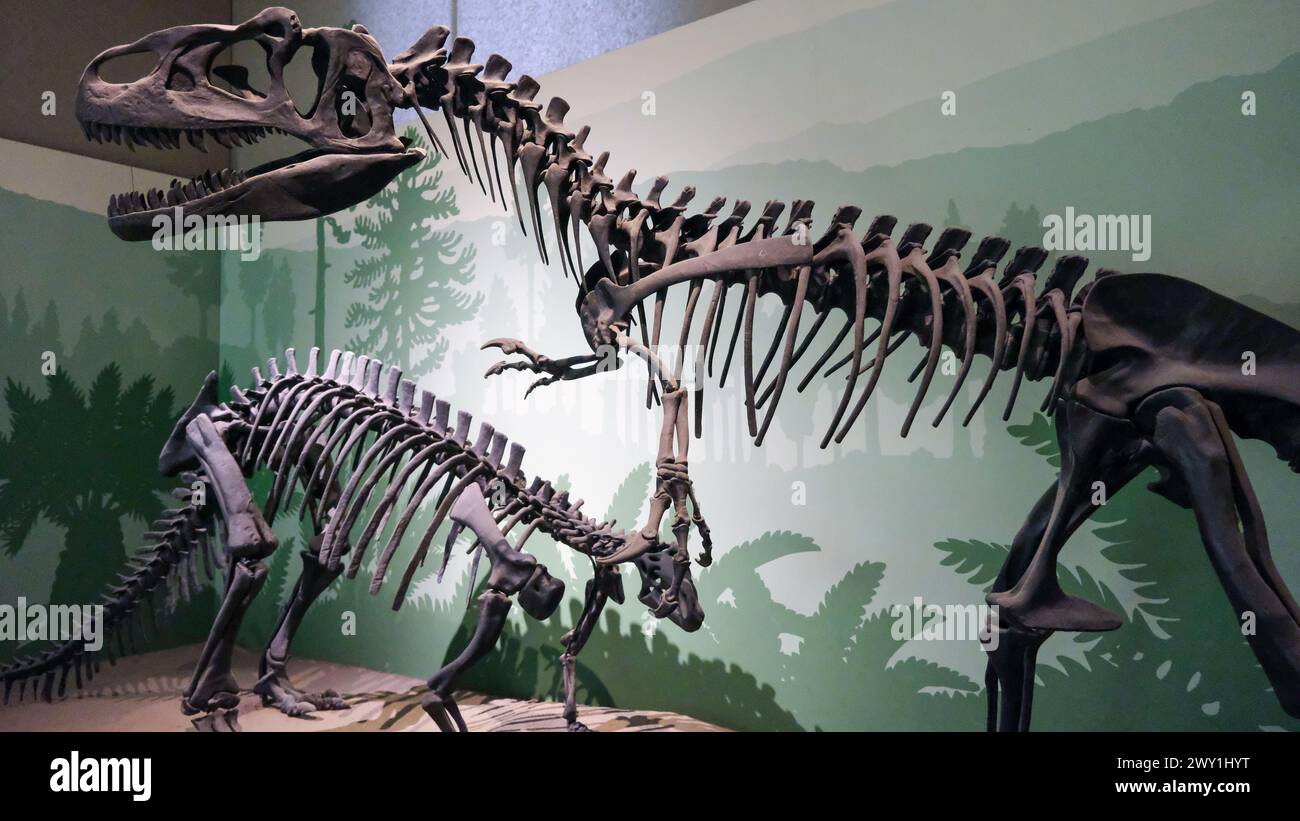 A dinosaur skeleton showcased in museum exhibit in Milan, Italy Stock ...