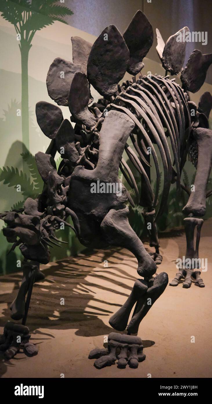 A dinosaur skeleton showcased in museum exhibit in Milan, Italy Stock ...
